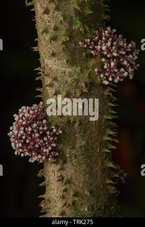 Spiky plant in rainforest Stock Photo - Alamy