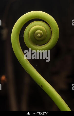 A new fern forms a spiral shape as it grows before it unfurls Stock ...