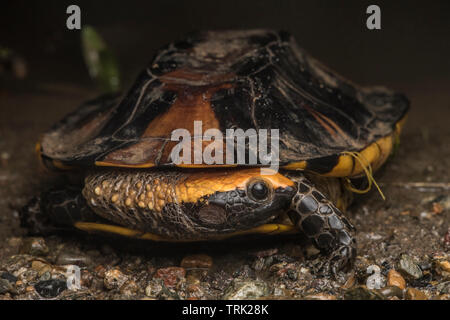Twist-necked turtle (Platemys platycephala Stock Photo - Alamy