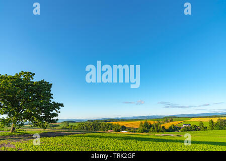 Seven Stars tree, It was printed on a package of Seven Stars tobacco ...