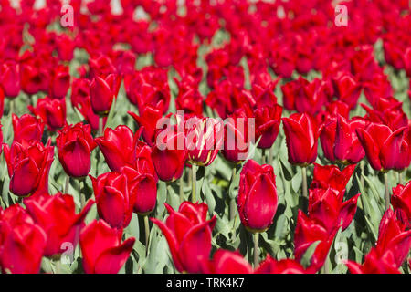 Beautiful closeup of red tulips under the sunlight in a garden Stock ...