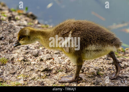 Greylag Goose chicks at Slimbridge Stock Photo - Alamy