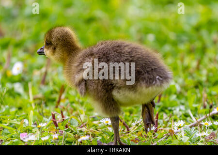 Greylag Goose chicks at Slimbridge Stock Photo - Alamy