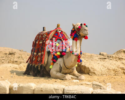 Camel train taking a rest Stock Photo - Alamy