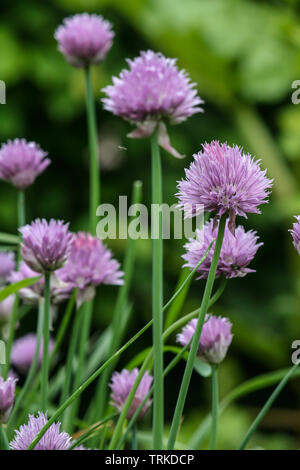 chive blossoms with white background and shadows Stock Photo - Alamy