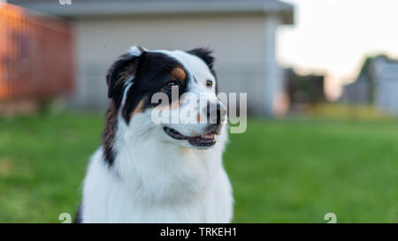 Austrialian Shepard Poses for photo shoot Stock Photo - Alamy