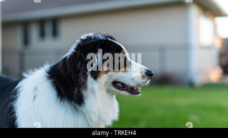 Austrialian Shepard Poses for photo shoot Stock Photo - Alamy