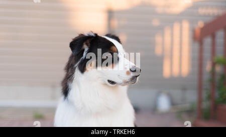 Austrialian Shepard Poses for photo shoot Stock Photo - Alamy