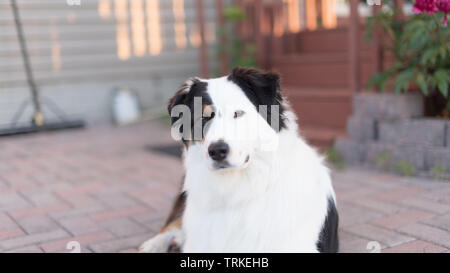 Austrialian Shepard Poses for photo shoot Stock Photo - Alamy