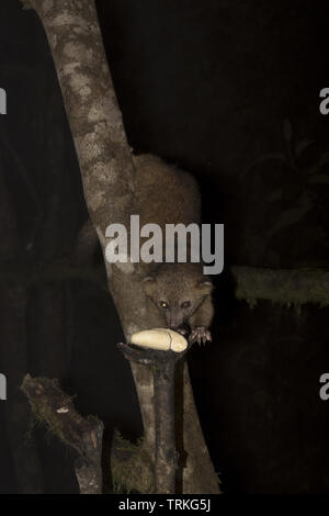 Olinguito in the subtropical pre-montane rain forest on the western ...