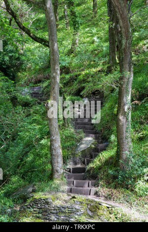 Woodland path with steps through trees with dappled sunlight Stock ...