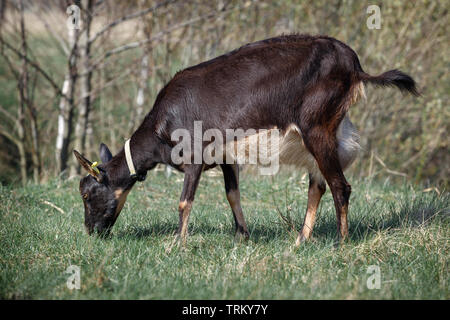 Black color goat eating grass photo Stock Photo - Alamy