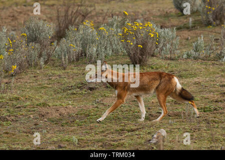 Simien jackal / Ethiopian wolf {Canis simensis} Bale Mountains, Bale NP ...