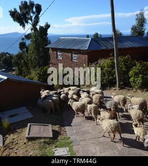 woman shepherd in the peruvian Andes at Cuzco Peru Stock Photo - Alamy