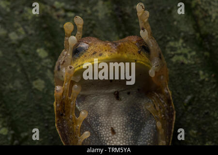 A map treefrog in the defensive posture known as the unkenreflex or ...