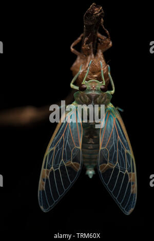 Cicada shedding its exoskeleton Stock Photo - Alamy