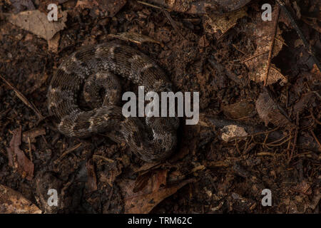 false fer-de-lance (Xenodon rabdocephalus) from the Amazon rainforest ...