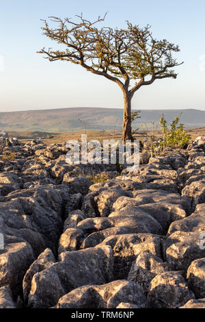 Lonely Hawthorn Tree at dawn, Yorkshire Dales in the UK Stock Photo - Alamy