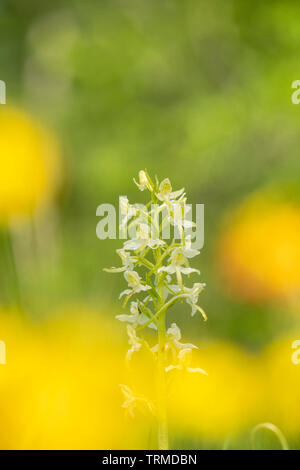 Flowering Greater butterfly-orchid in its habitat during a beautiful ...