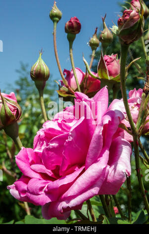 Climbing rose (Rosa Parade Stock Photo - Alamy