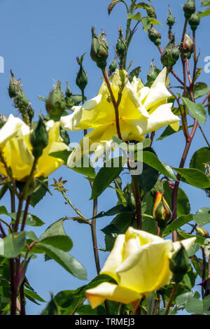 Rosa `Golden Glow` Stock Photo - Alamy