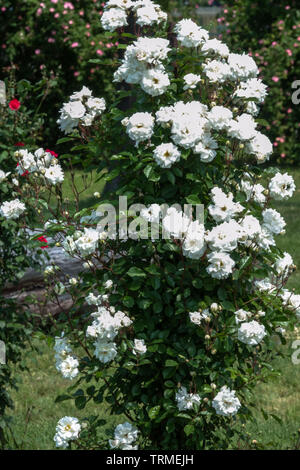 Shrub Rose, White Rosa "Ave Maria" White Rose bush garden roses Stock ...