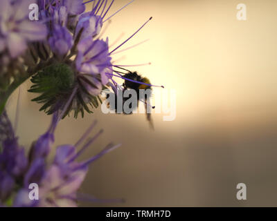 A macro shot of a big bumble bee sitting on a yellow flower bud with a ...