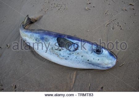 Small dead fish washed up on Ao Nang Beach Stock Photo: 6570509 - Alamy