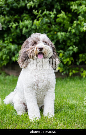 A portrait of a brown and white labradoodle's face, standing outside ...
