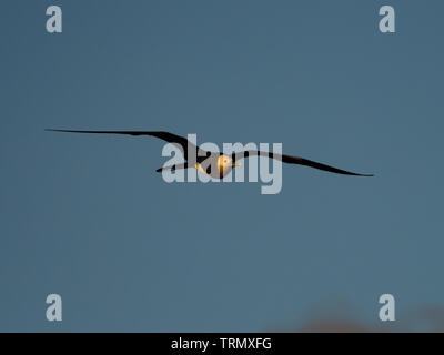 A juvenile lesser frigatebird, Fregata ariel glides above the ocean in ...
