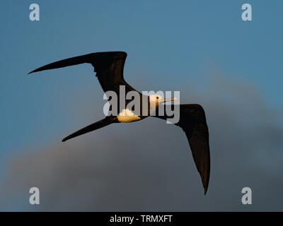 Lesser Frigatebird (Fregata ariel) juvenile in flight, Raine Island ...