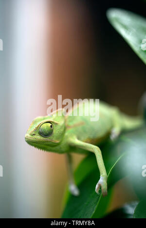 Close-up shot of an iguana sitting on a rock and sunbathing, cloudy sky ...