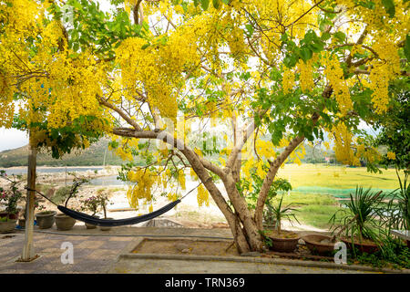Cassia fistula, known as the golden rain tree, canafistula and in ...