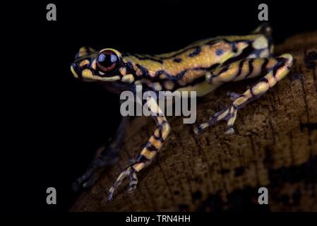 Tukeit Hill Frog (Allophryne ruthveni), Kamoa River, Guyana Stock Photo ...