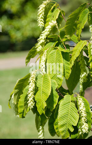 Pale green catkins of Carpinus fangiana / monkeytail hornbeam / Fang's ...