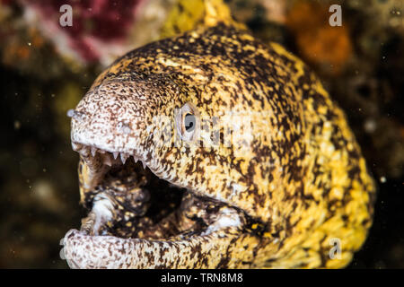 Kidako moray, Gymnothorax kidako (Temminck & Schlegel, 1846). -8m.Owase ...