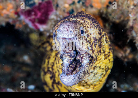 A face of Kidako moray, Gymnothorax kidako (Temminck & Schlegel, 1846 ...