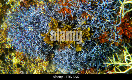 Clusters of corals of different varieties abound in the shallow waters ...