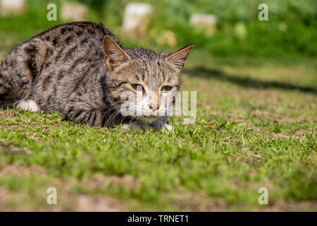 A tabby cat staring at the camera Intensely Stock Photo - Alamy