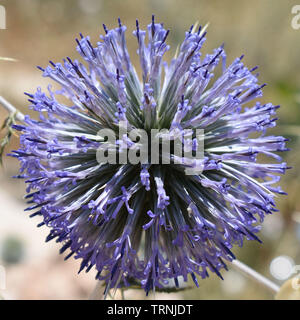 Common Globe-thistle, Echinops adenocaulos Stock Photo - Alamy
