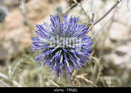 Common Globe-thistle, Echinops adenocaulos Stock Photo - Alamy