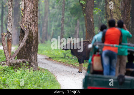 Tourist watching Indian Bison or Gaur or Bos gaurus at Gorumara ...
