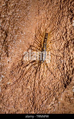 Cave centipede Thereuopoda clunifera, in Japanese Oh-geji or Geji-geji ...