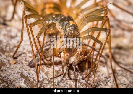 Cave centipede Thereuopoda clunifera, in Japanese Oh-geji or Geji-geji ...