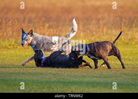 Three dogs playing together in the yard Stock Photo - Alamy