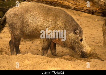 Close-up of a Bornean Bearded Pig (Sus barbatus) at Bako National Stock ...
