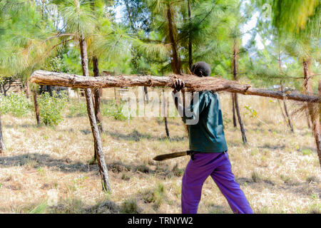 Malawian man carrying the trunk of a sapling of a pine tree that he cut ...