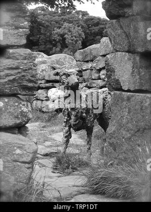 A bronze statue of Gelert at Beddgelert, Snowdonia National Park ...