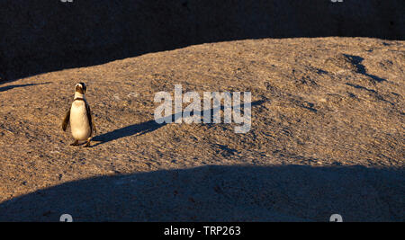 AFRICAN PENGUIN-PINGÜINO DEL CABO (Spheniscus demersus), Boulders Beach ...