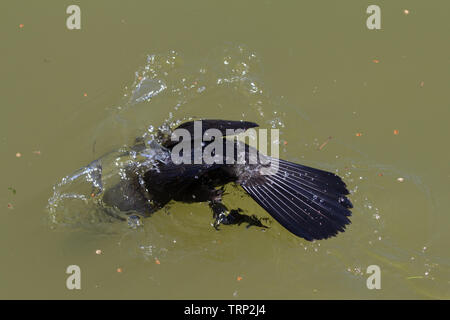 Cormorant diving Phalacrocorax carbo bird swimming dive underwater ...